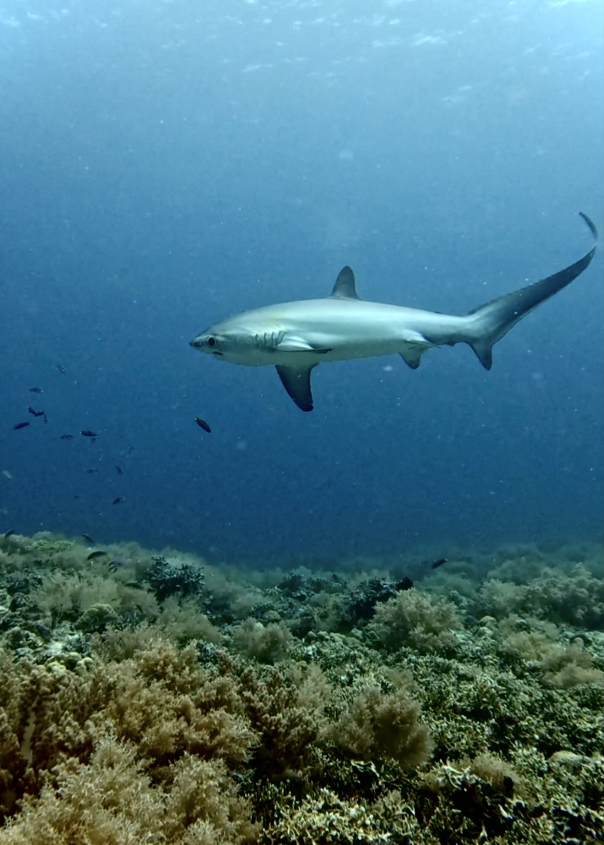 I went thresher shark diving in Malapascua (KNOW BEFORE YOU GO)