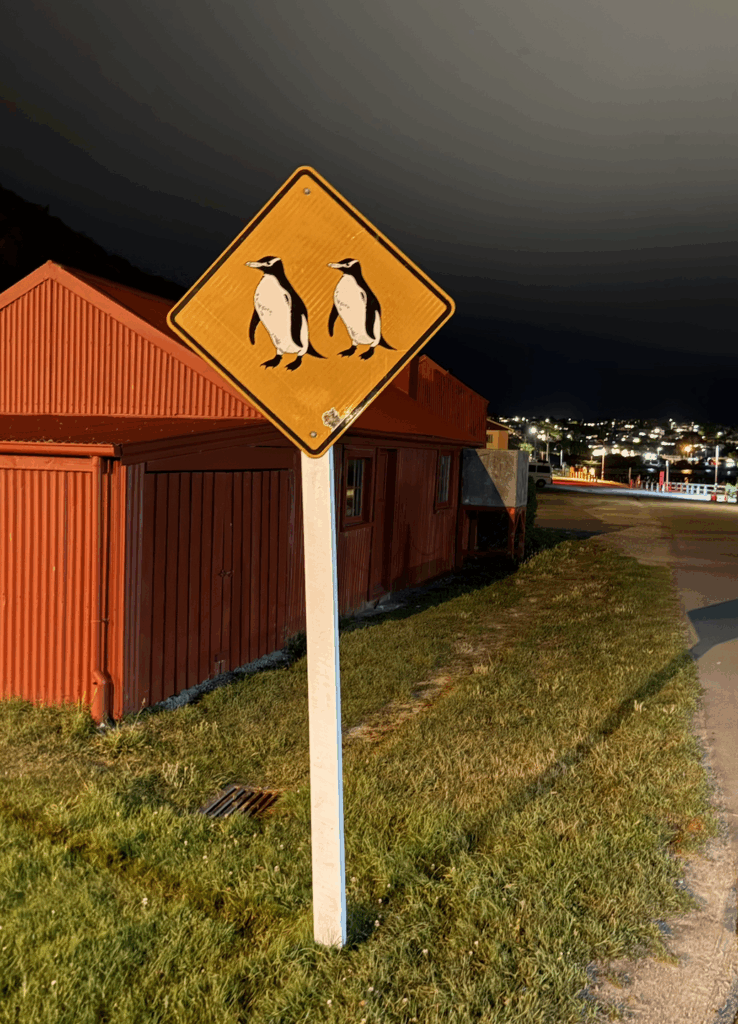 I watched 200 of the world's smallest penguins waddle home at sunset in ...