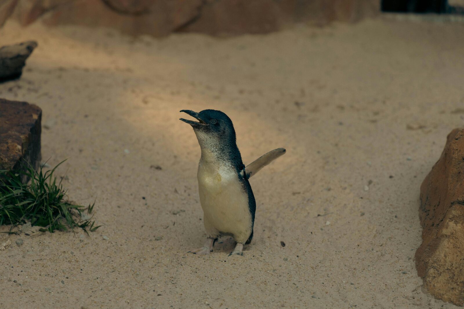 I watched 200 of the world's smallest penguins waddle home at sunset in ...