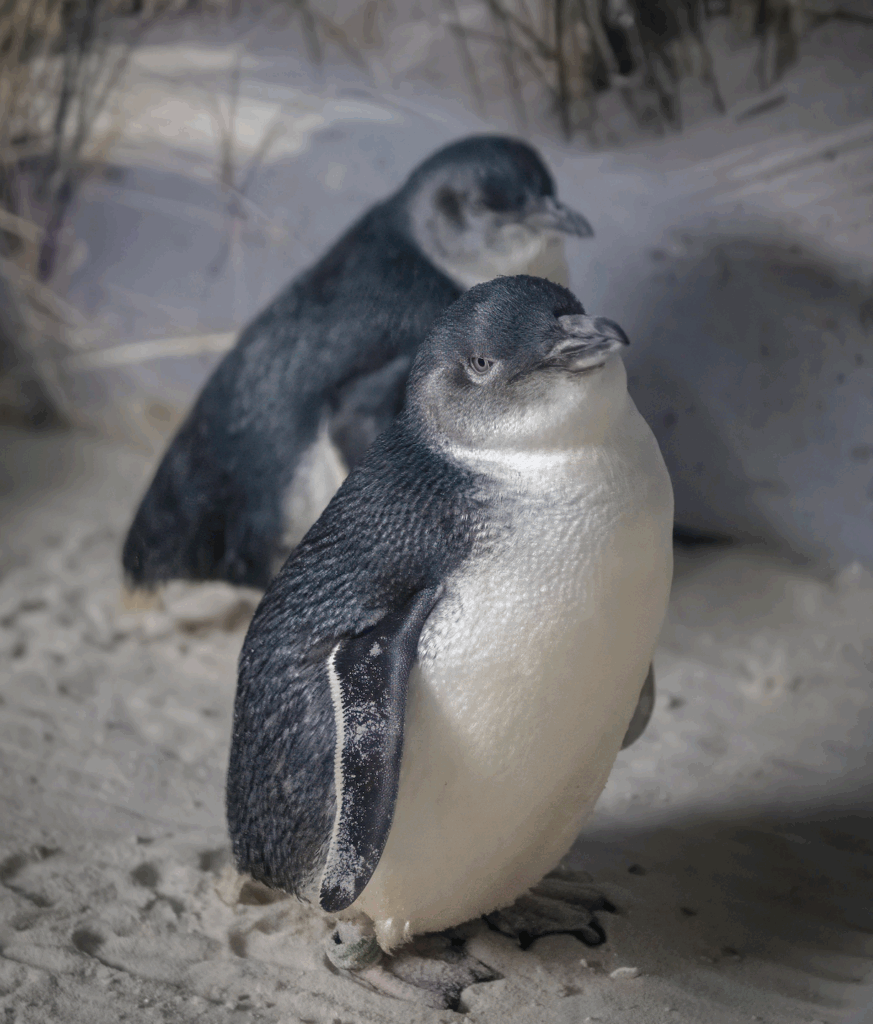 I watched 200 of the world's smallest penguins waddle home at sunset in ...